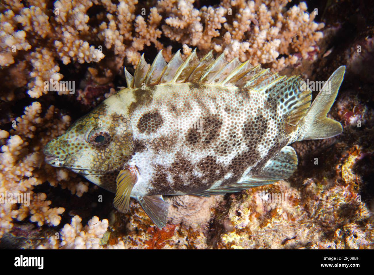 Spotted rabbitfish (Siganus stellatus laqueus), rabbitfish, night ...