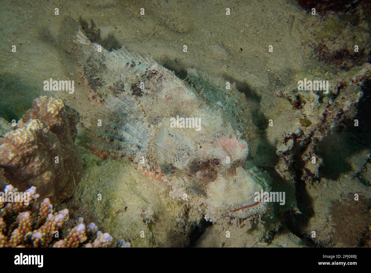 Fish underwater dive poison hi-res stock photography and images - Alamy