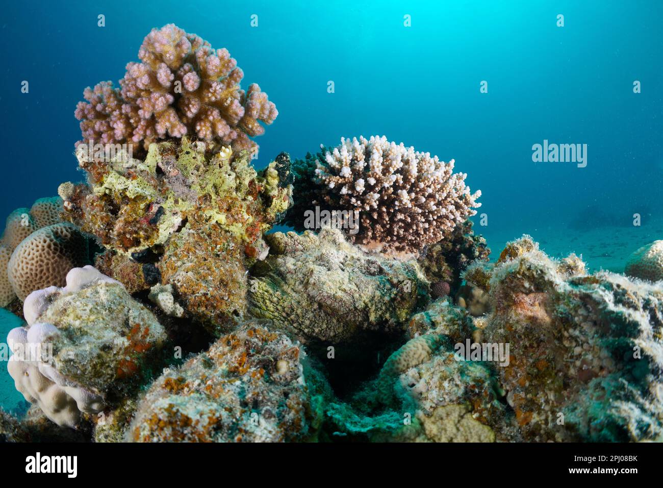Stonefish picture hi-res stock photography and images - Alamy