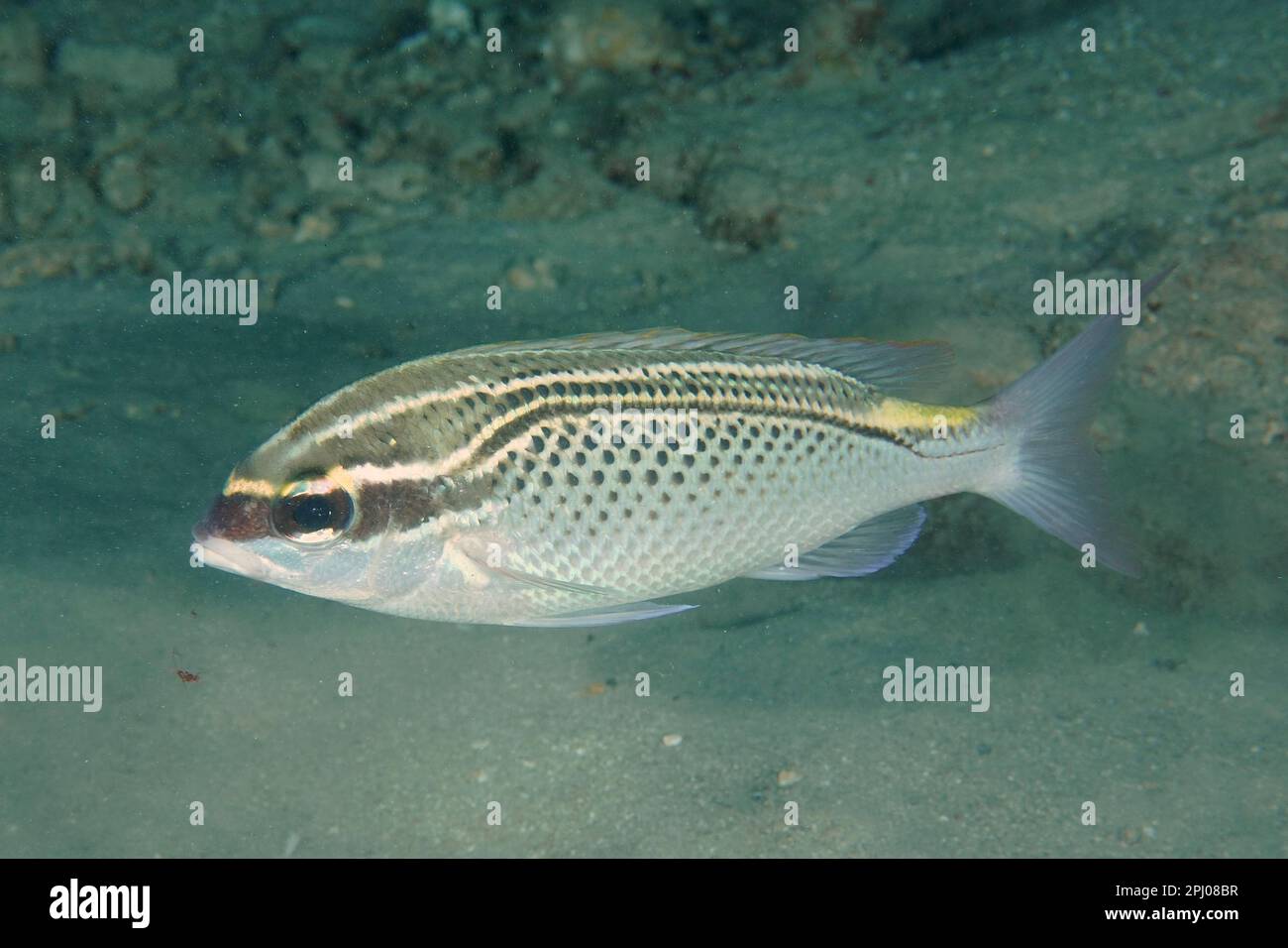 Arabian Sea Fish Species