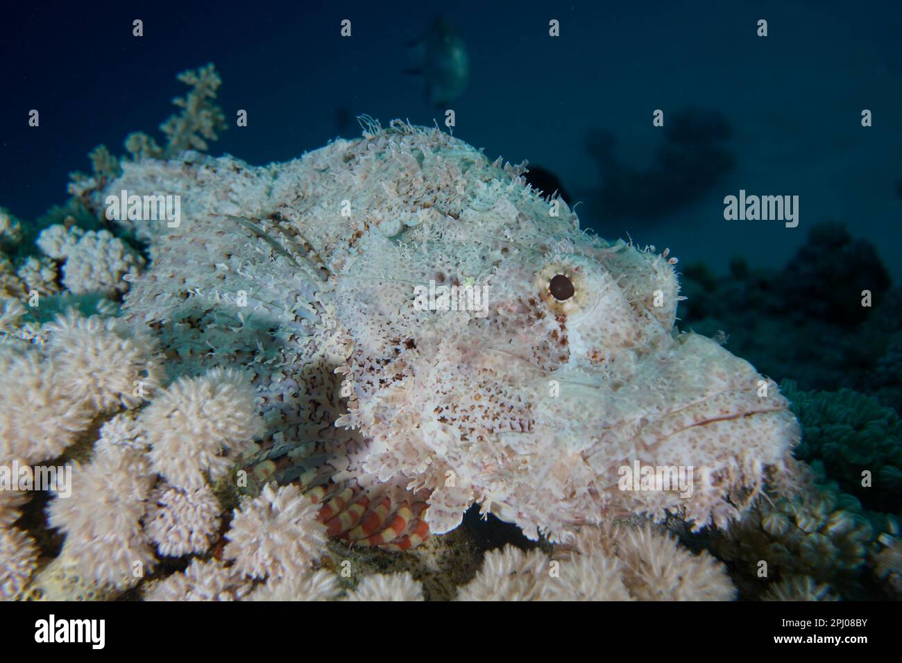 Well camouflaged false stonefish (Scorpaenopsis diabolus), Dive Site ...