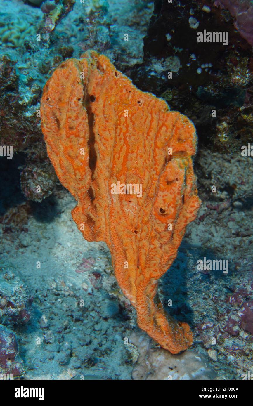 Elephant ear sponge (Acanthaster carteri), House reef dive site ...