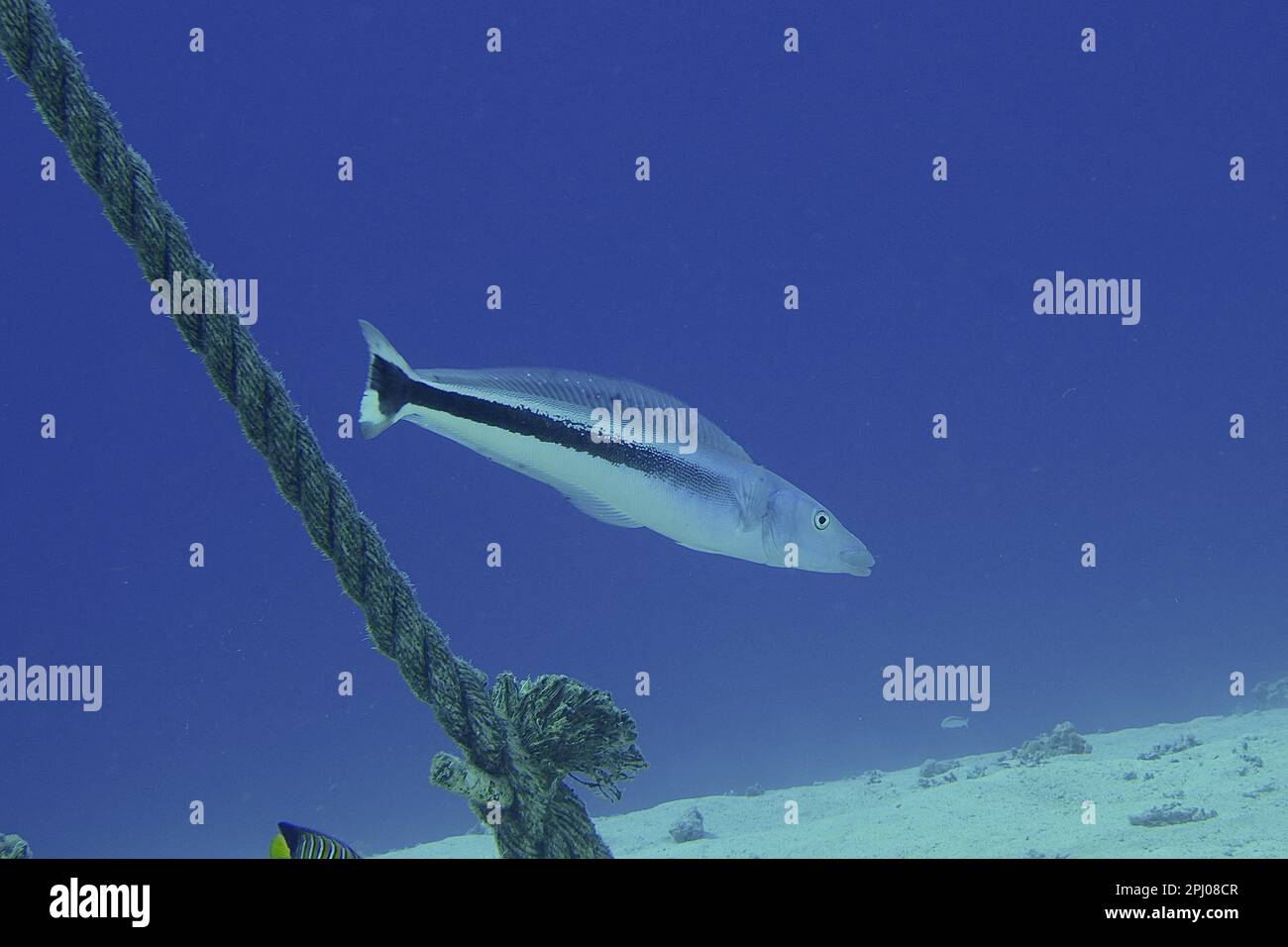 Bluehead torpedo bass hi-res stock photography and images - Alamy