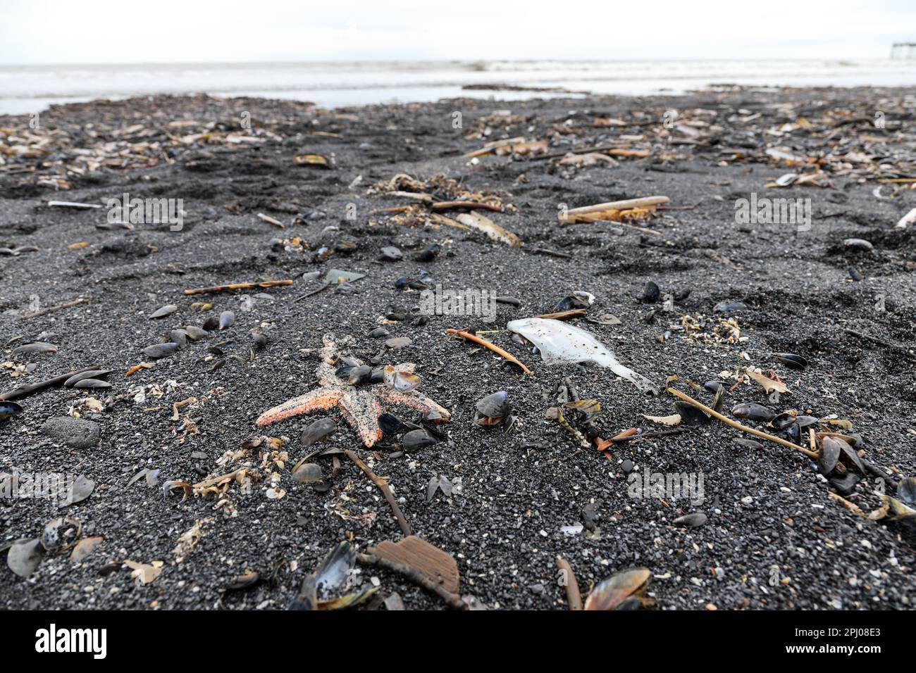 Saltburn-by-the-Sea, North Yorkshire. 30th March 2023. Thousands of ...