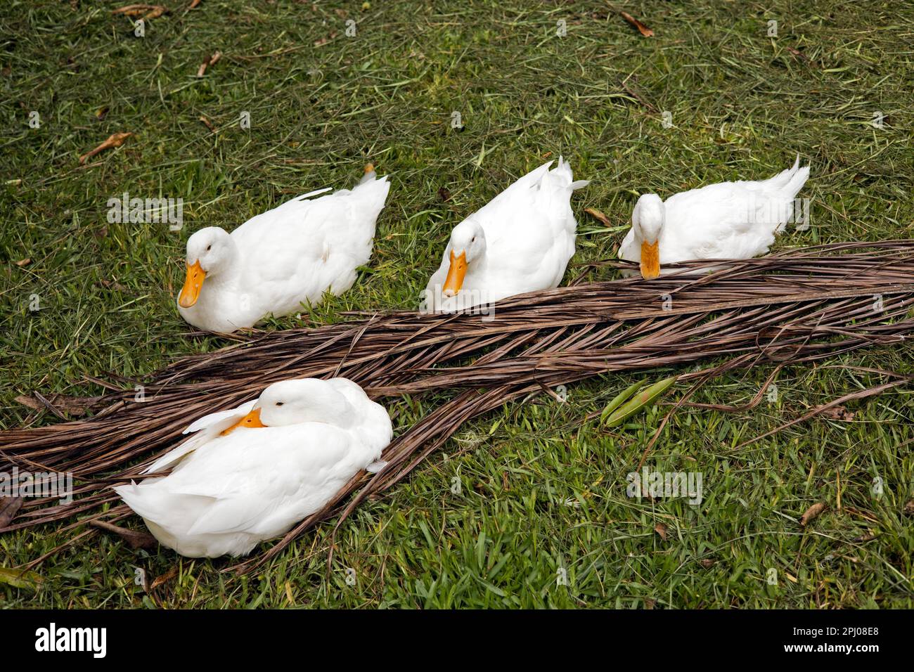 Mauritius duck hi-res stock photography and images - Alamy