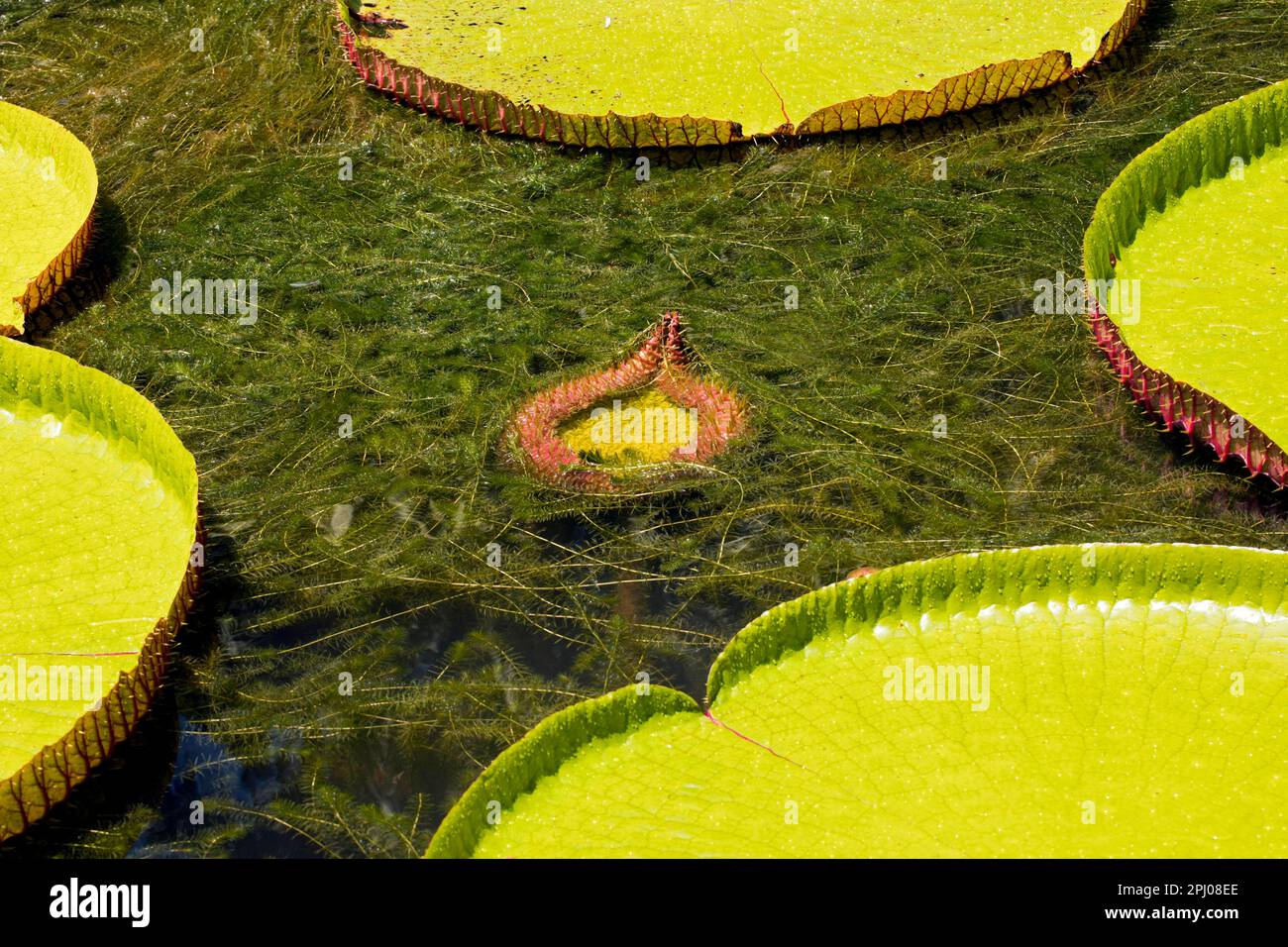 A freshly unfurling Victoria amazonica (Nymphaeaceae), amidst fully ...