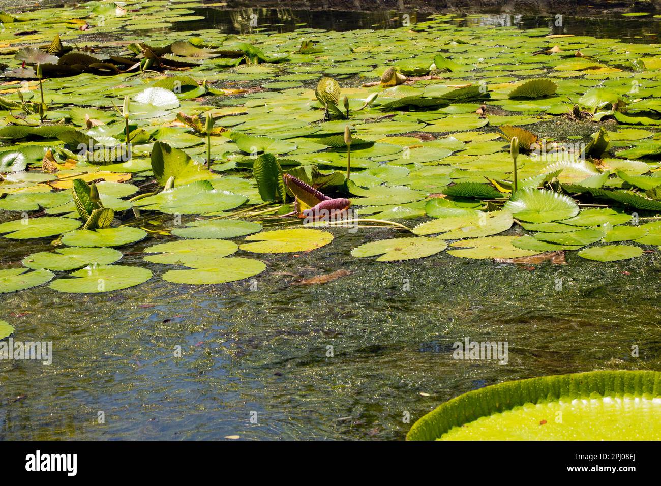 Pond with lotus (Nelumbo) and a leaf Victoria amazonica (Nymphaeaceae ...