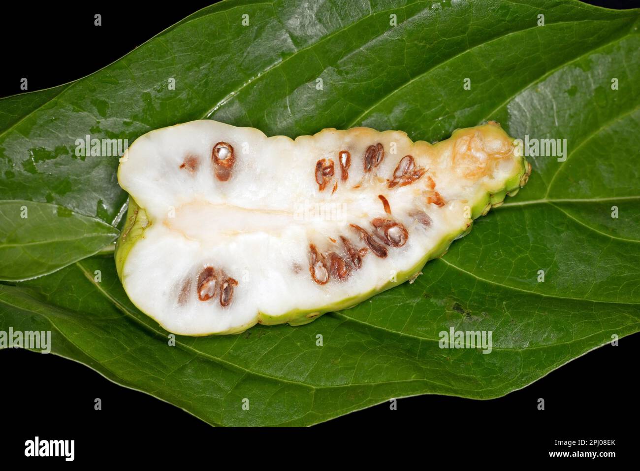 A halved fruit of the noni tree (Morinda citrifolia L.), Mauritius ...
