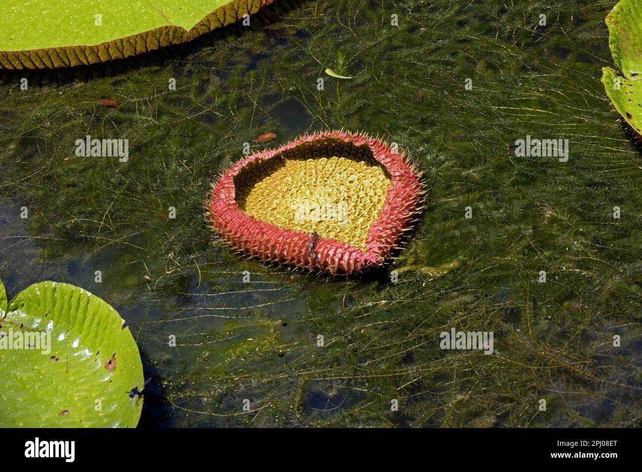 A freshly unfurling Victoria amazonica (Nymphaeaceae), amidst fully ...
