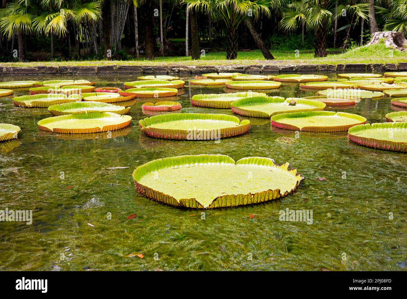 Large green leaves of Victoria amazonica (Nymphaeaceae), Mauritius ...