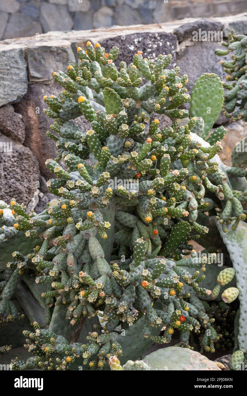 Prickly pear cactus new growth hi-res stock photography and images - Alamy