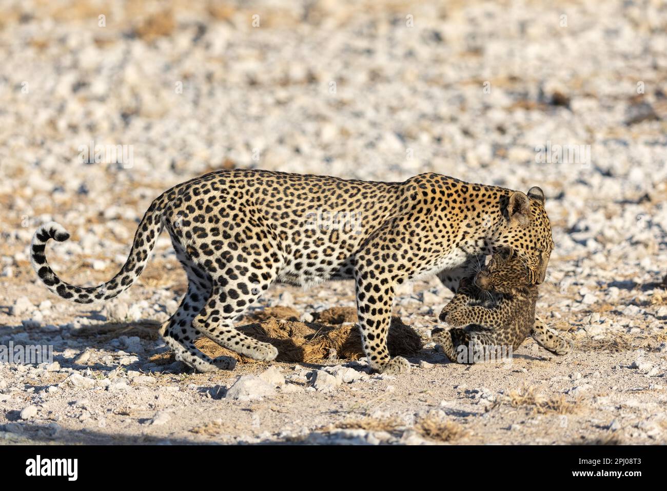 Leopard (Panthera pardus) mother carrying her baby in her mouth ...