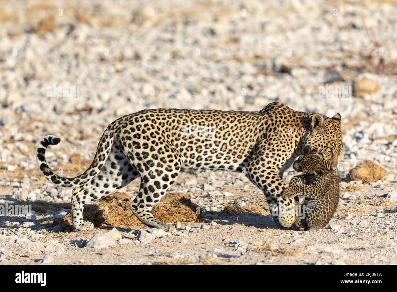 Baby Barbary Leopard
