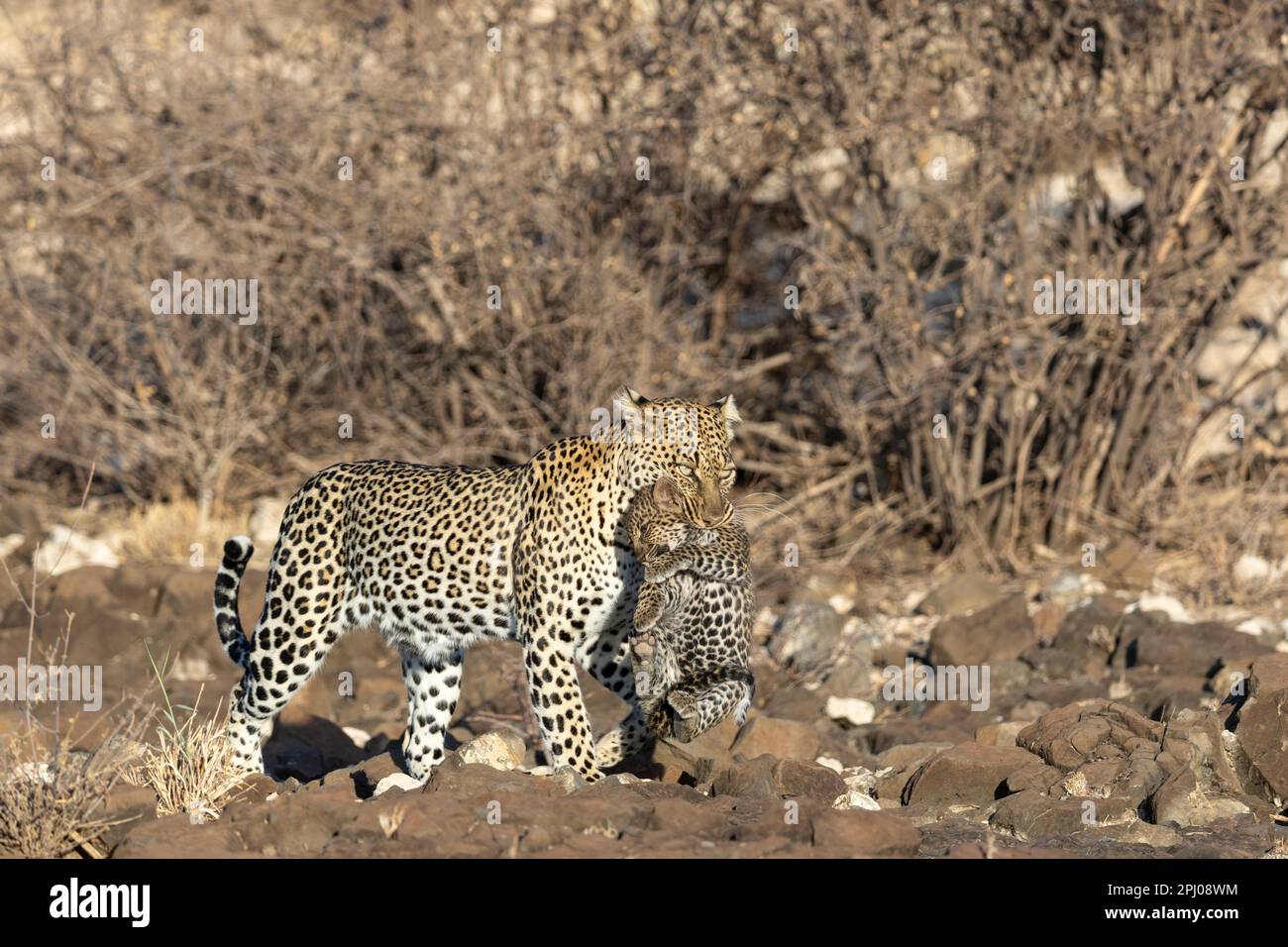 Leopard (Panthera pardus) mother carrying her baby in her mouth ...