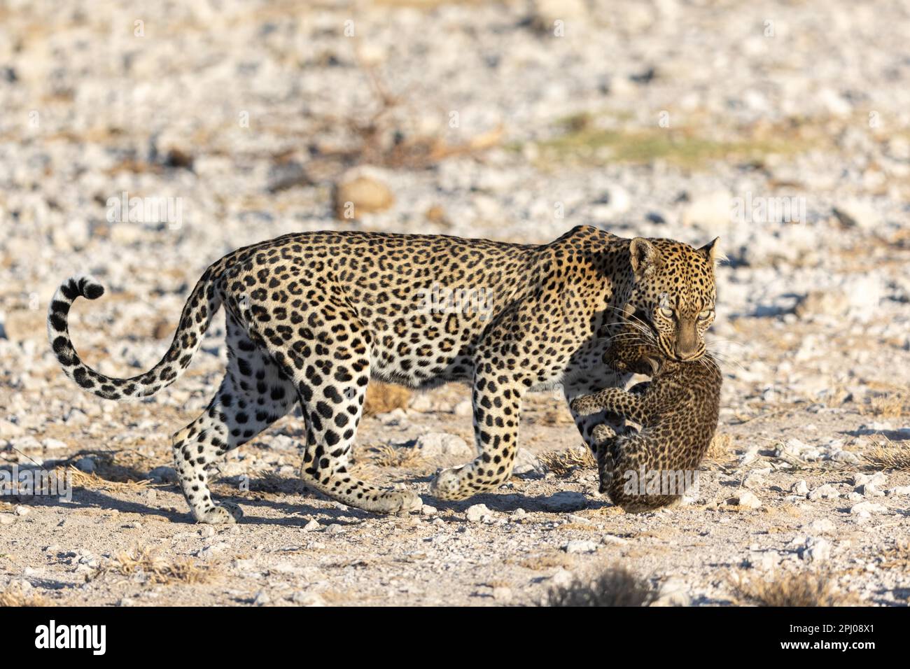 Leopard (Panthera pardus) mother carrying her baby in her mouth ...