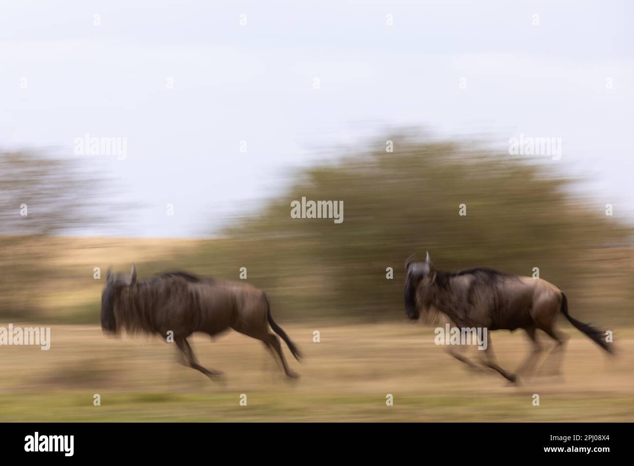 Running wildebeest (Connochaetes), Savannah, Masai Mara NP, Kenya Stock ...