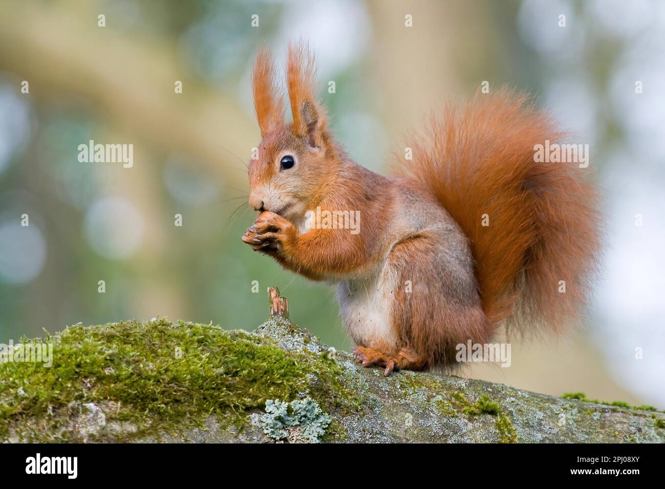 Eurasian red squirrel (Sciurus vulgaris) sitting on tree trunk, eating ...