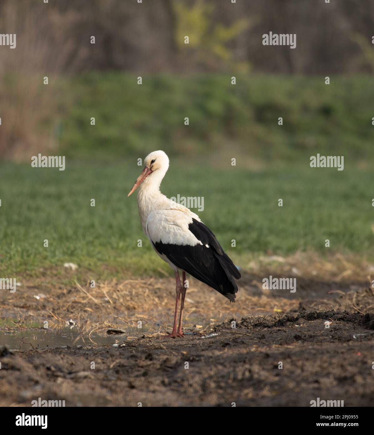 The elegant White stork, with its striking black and white plumage and ...