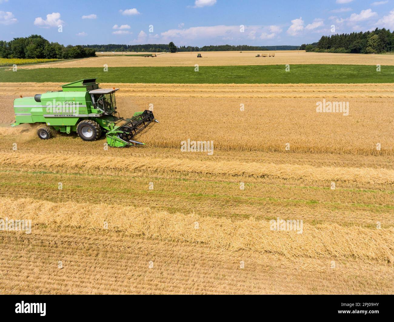Grain harvest, combine harvester threshing wheat near Heroldstatt ...