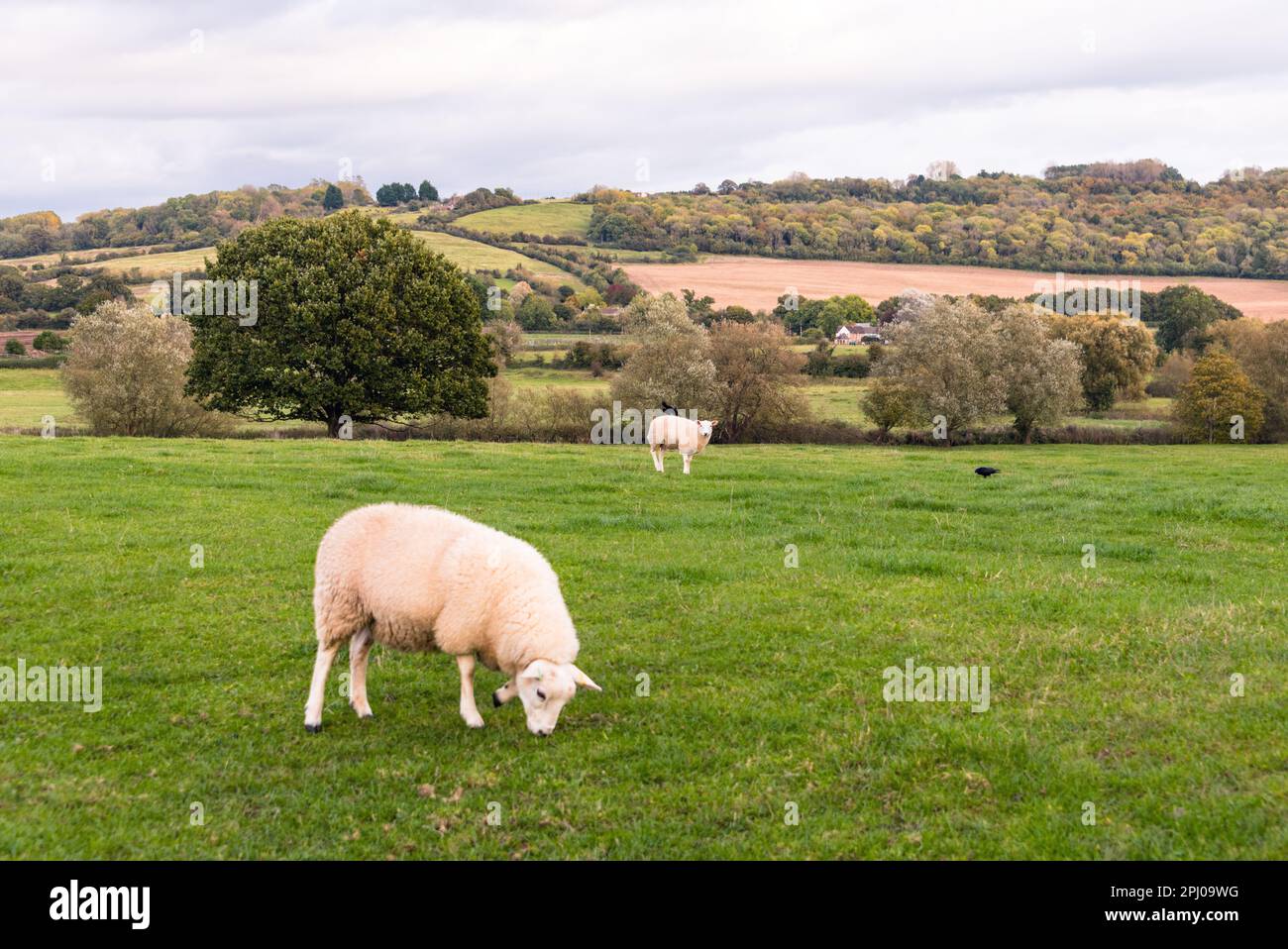 Sheep grazing in the field outside Lacock village, Wiltshire, England ...