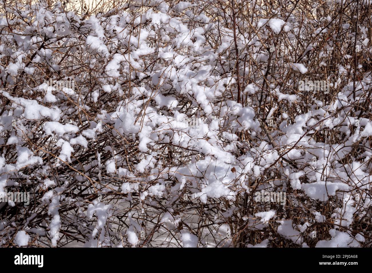 winter natural background - branches of bushes after a snowfall Stock ...