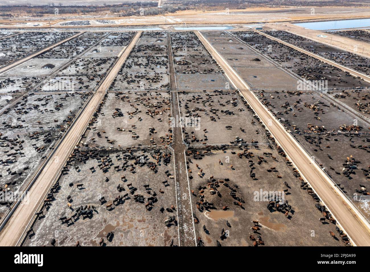 Cattle Feedlot In Us Images