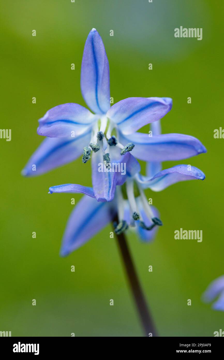 Spring flowers in Clapham, south London. These scilla siberica have ...
