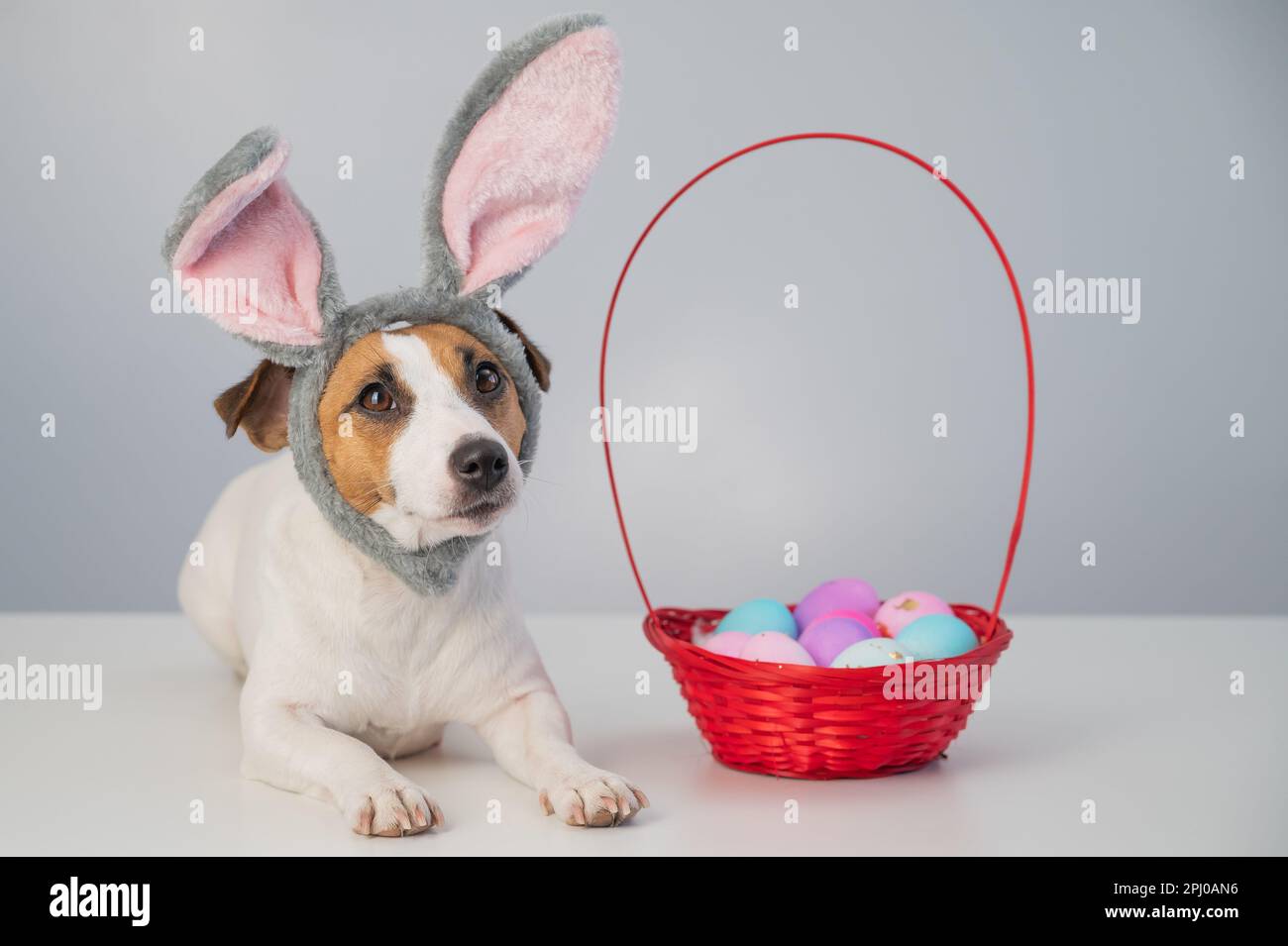 Cute jack russell terrier dog in a bunny rim next to a basket with ...