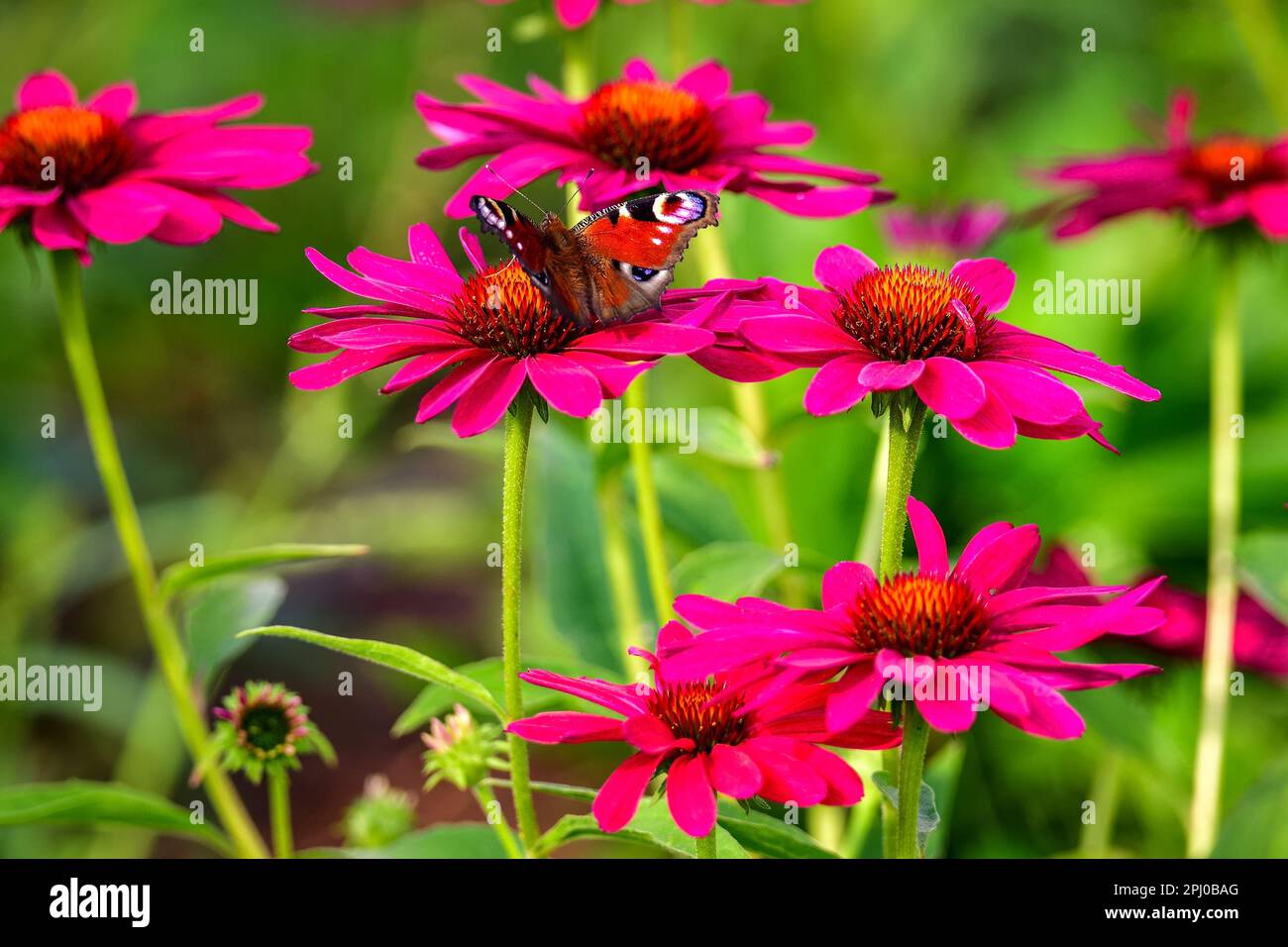 Beautiful Pink Flower Scenery