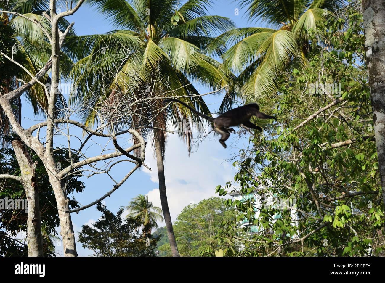 Langur monkey is jumping on the tree Stock Photo - Alamy