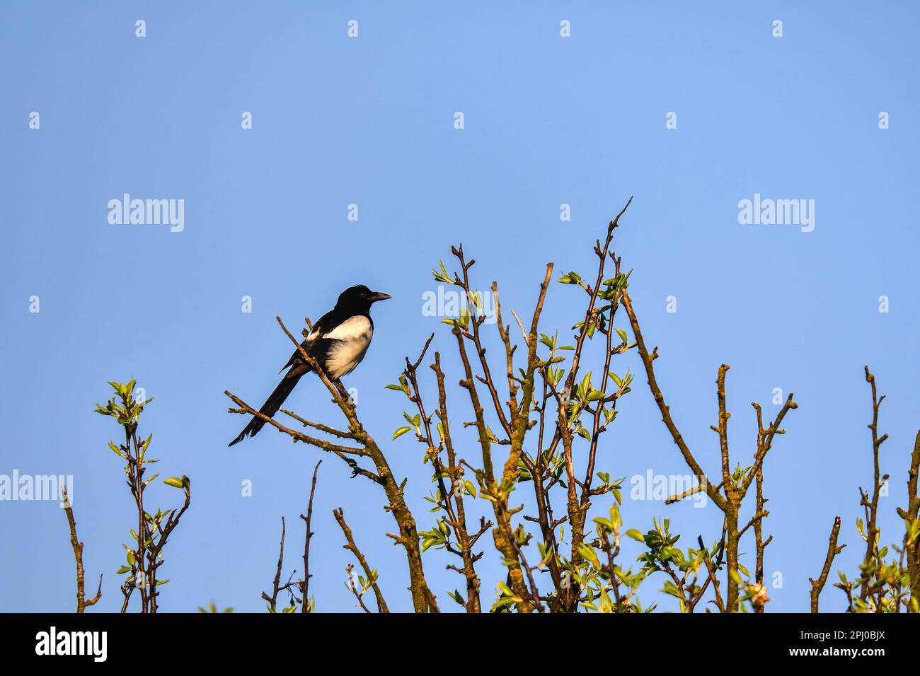 Bird in a spring scenery. Magpie on tree branches with blue sky in the ...