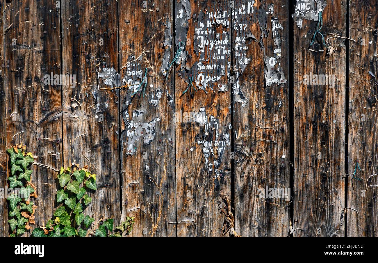 Weathered boards with rotten poster and common ivy (Hedera helix ...