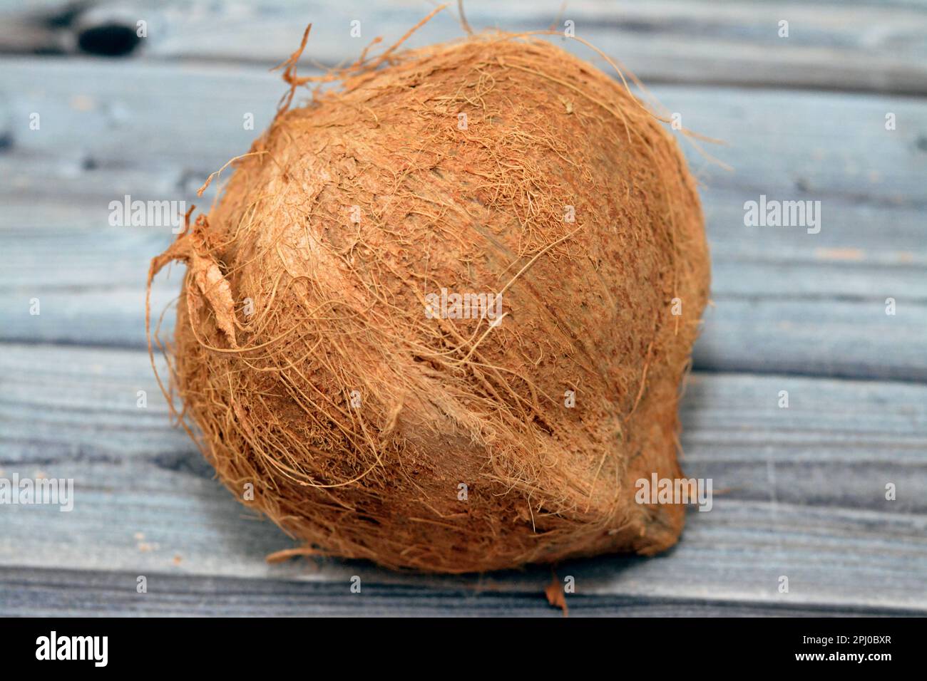 Coconut fruit cocoanut (Cocos nucifera) of the palm tree family ...
