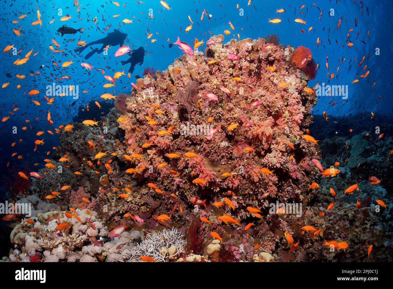 Large coral block, densely overgrown with various corals, coral reef ...