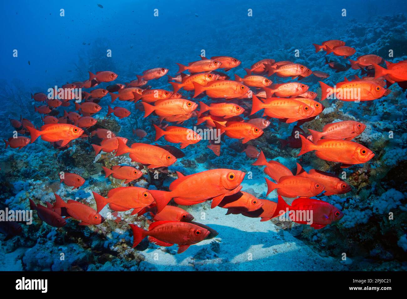 Shoal, fish shoal Moontail Large Eye (Priacanthus hamrur) red, red ...