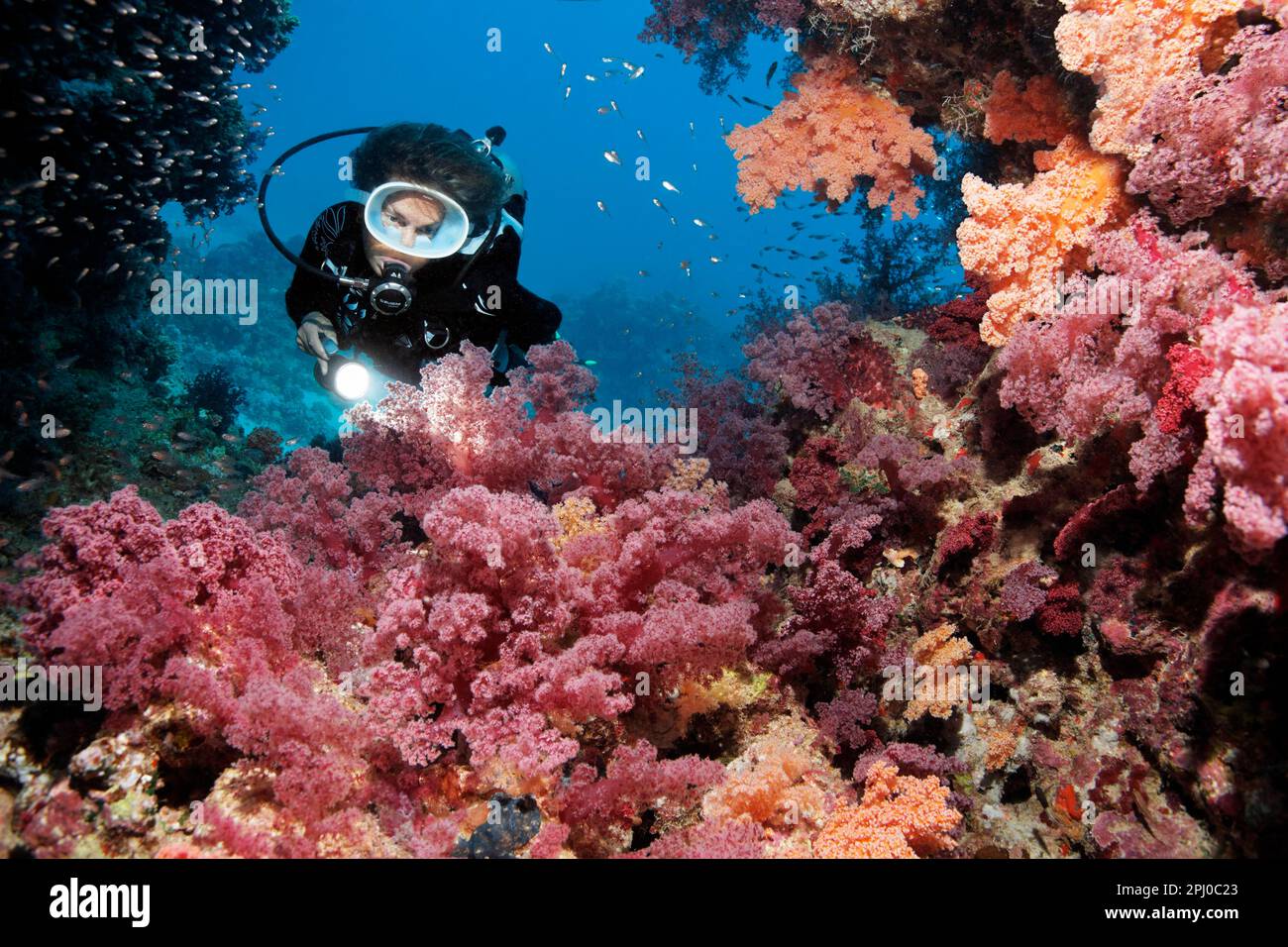 Diver looking at dense growth of Klunzingers soft coral (Dendronephthya ...