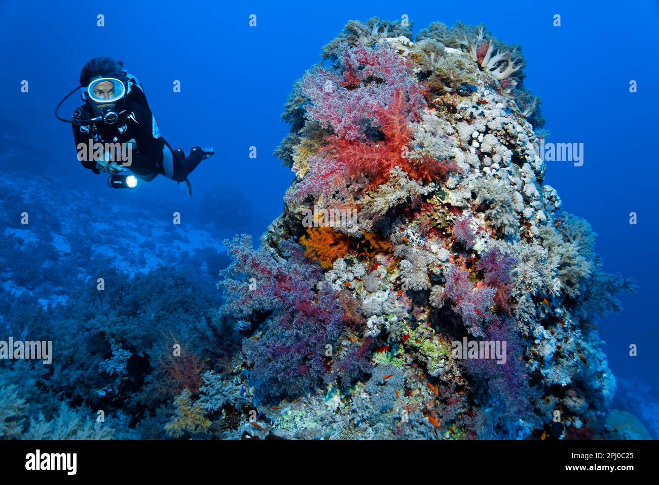 Diver looking at coral block densely covered with Klunzingers soft ...