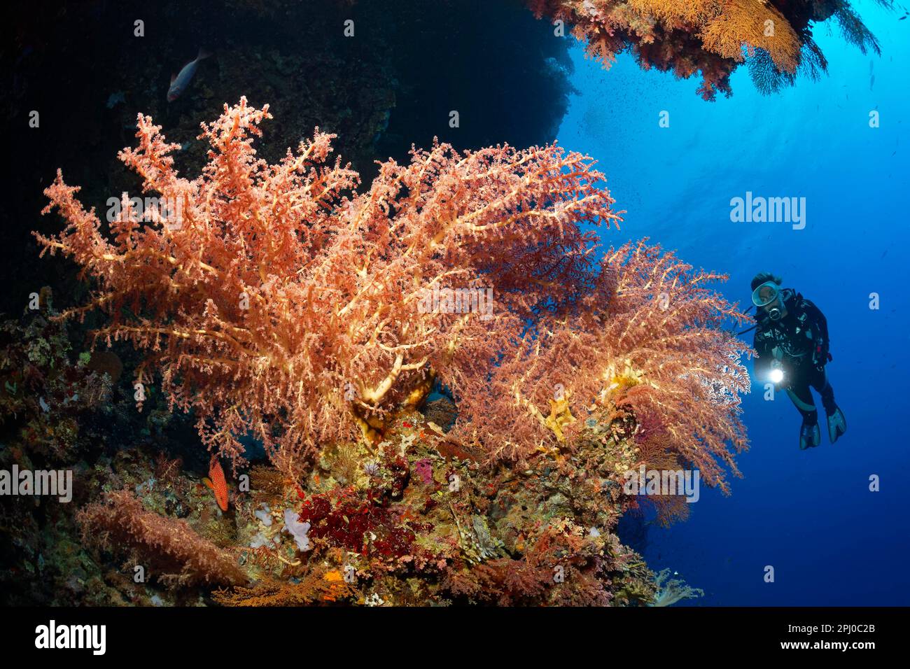 Diver, diving under coral reef overhang looking at cherry blossom coral ...