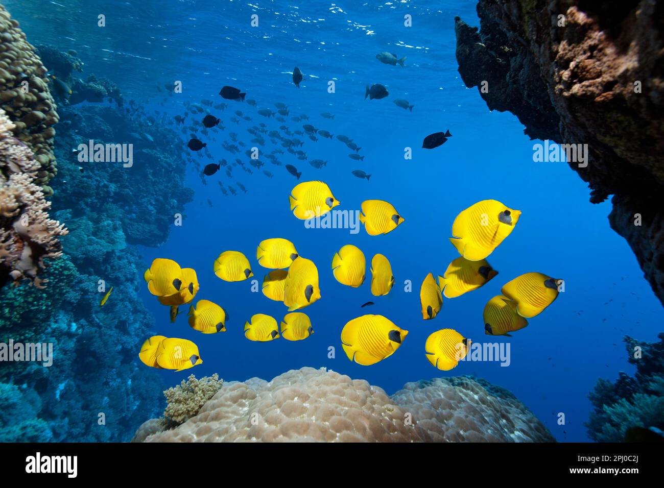 Shoal of fish, shoal, bluecheek butterflyfish (Chaetodon semilarvatus ...