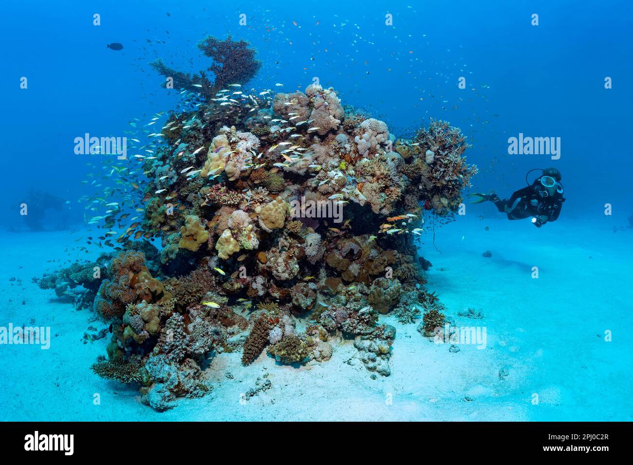Diver looking at large patch reef on sandy bottom with various stony corals (Scleractinia), soft ...
