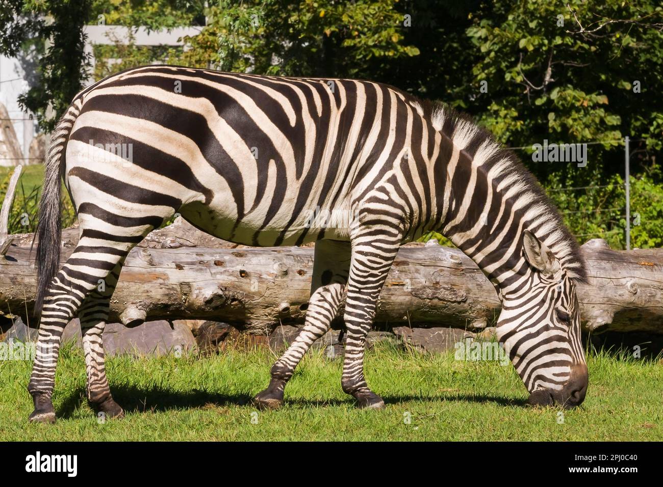 Zoo quebec province hi-res stock photography and images - Alamy