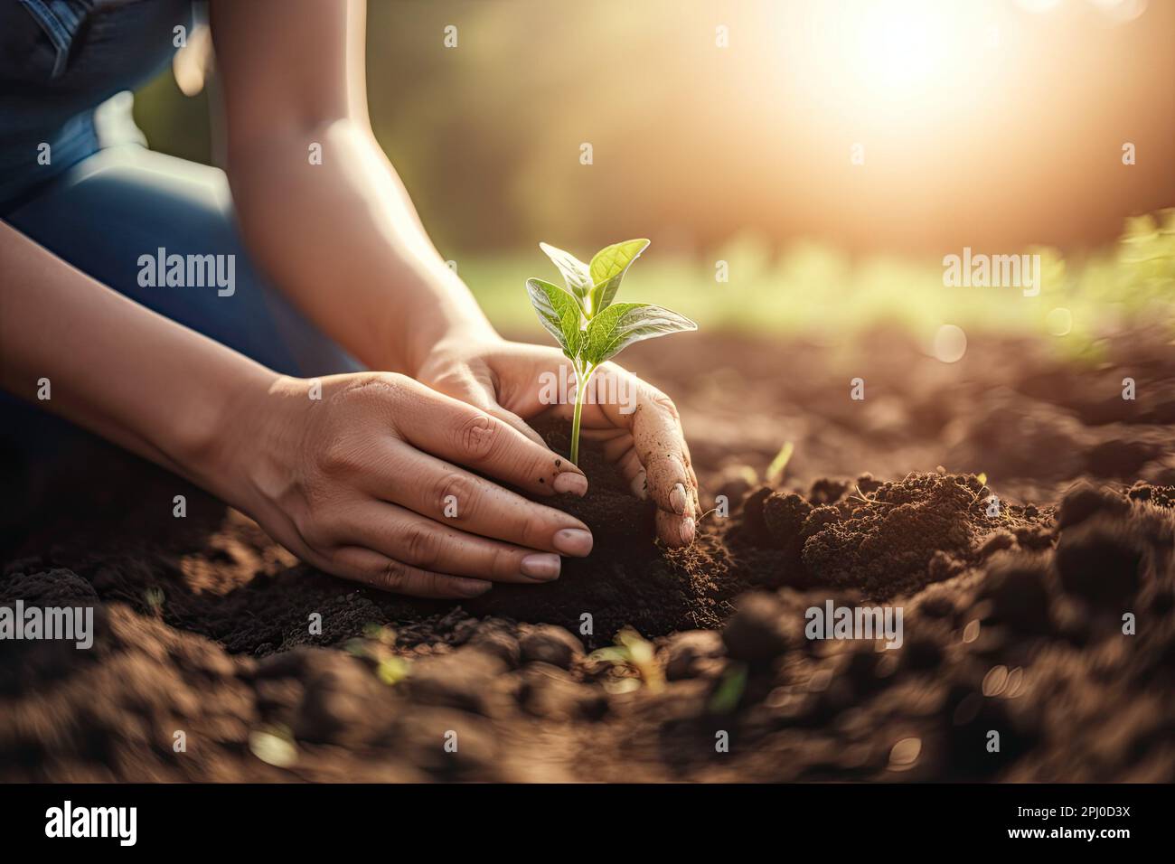 plant growing in fertile soil Stock Photo - Alamy