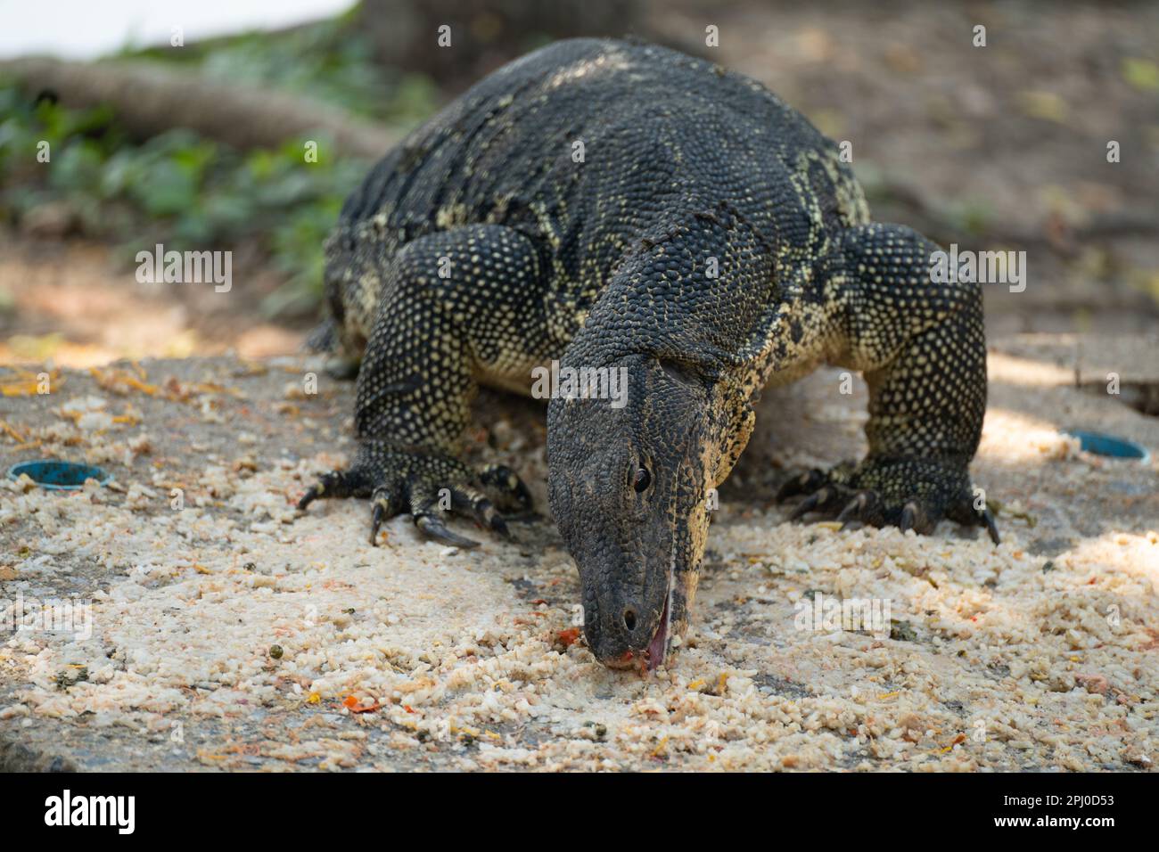 Monitor Lizard in Lumphini Park a large green space with lakes in ...