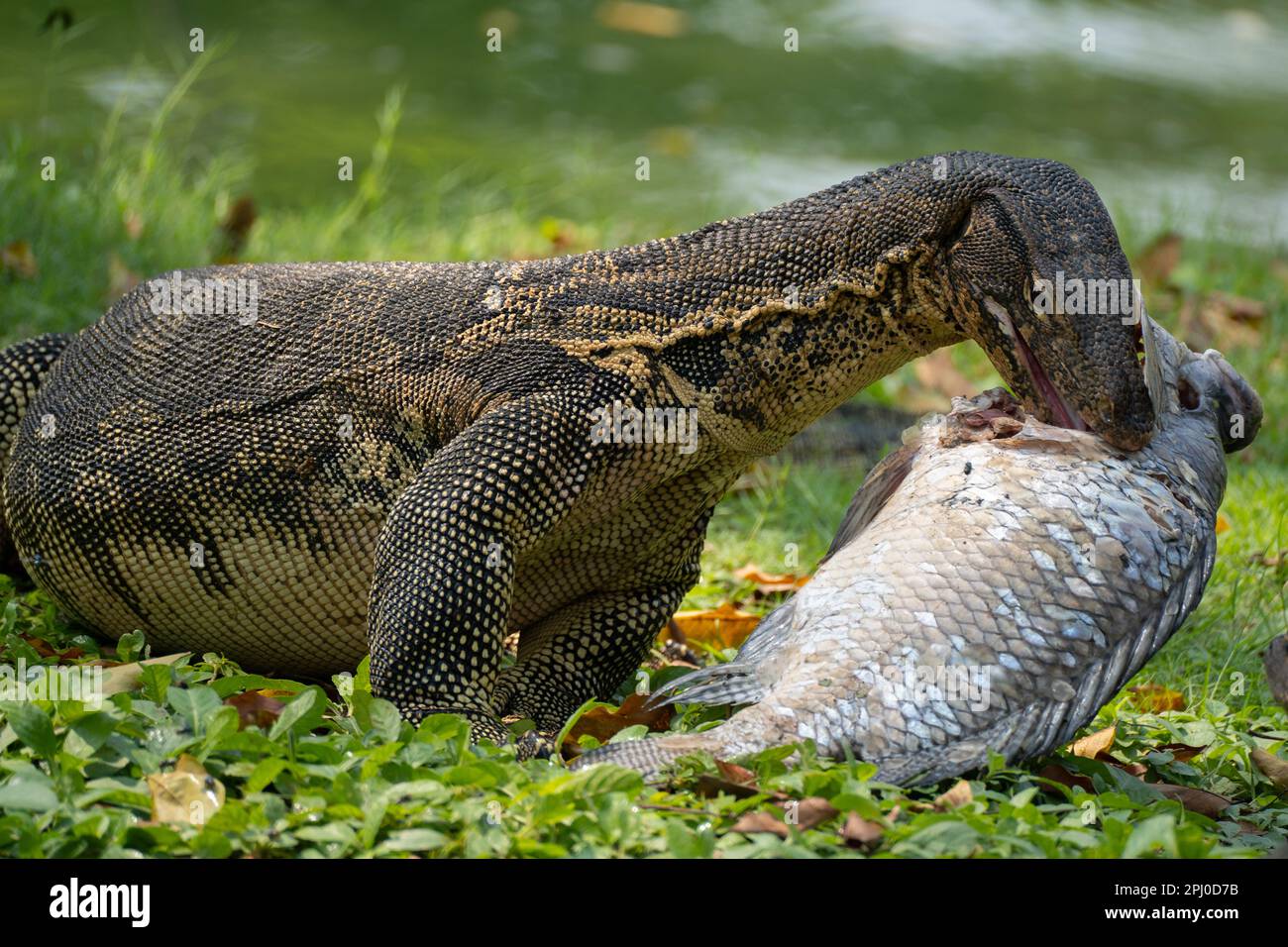 Monitor Lizard in Lumphini Park a large green space with lakes in ...