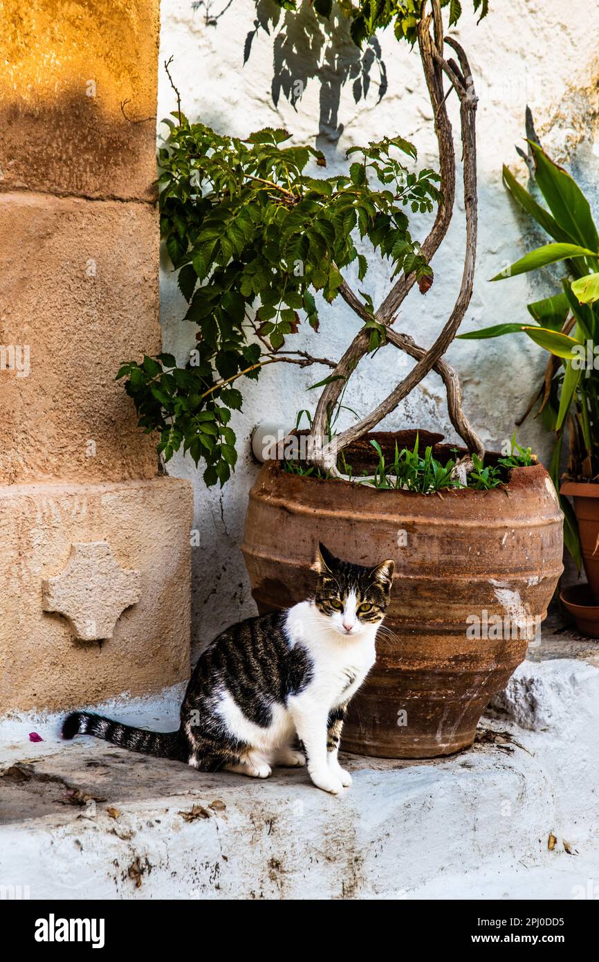 Lachania village, a jewel of the island with small streets, whitewashed ...