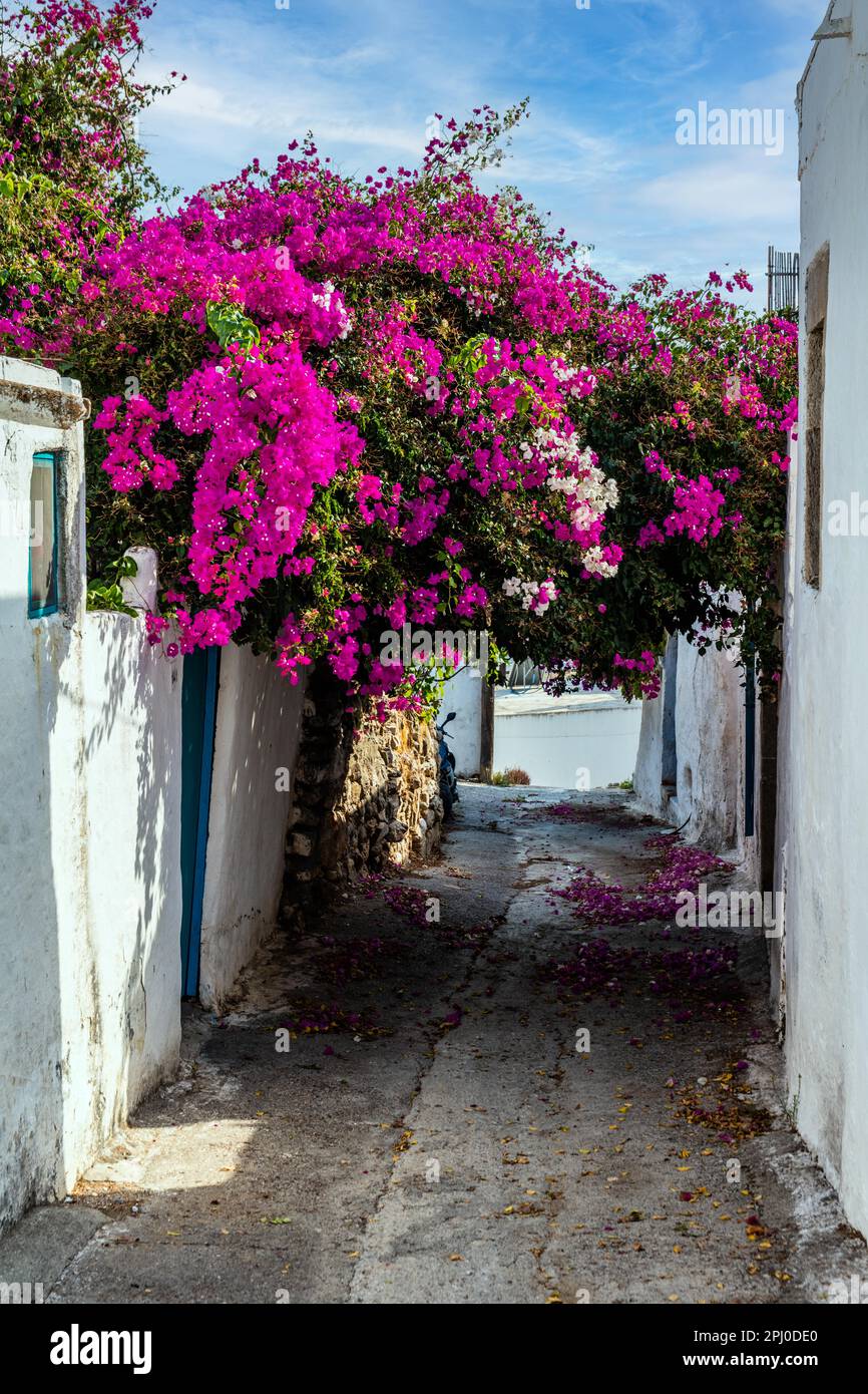Lachania village, a jewel of the island with small streets, whitewashed ...