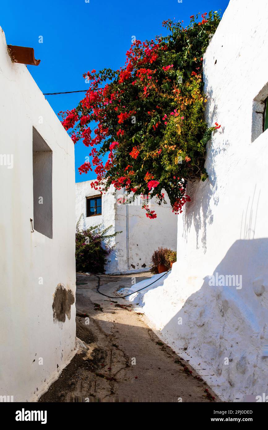 Lachania village, a jewel of the island with small streets, whitewashed ...