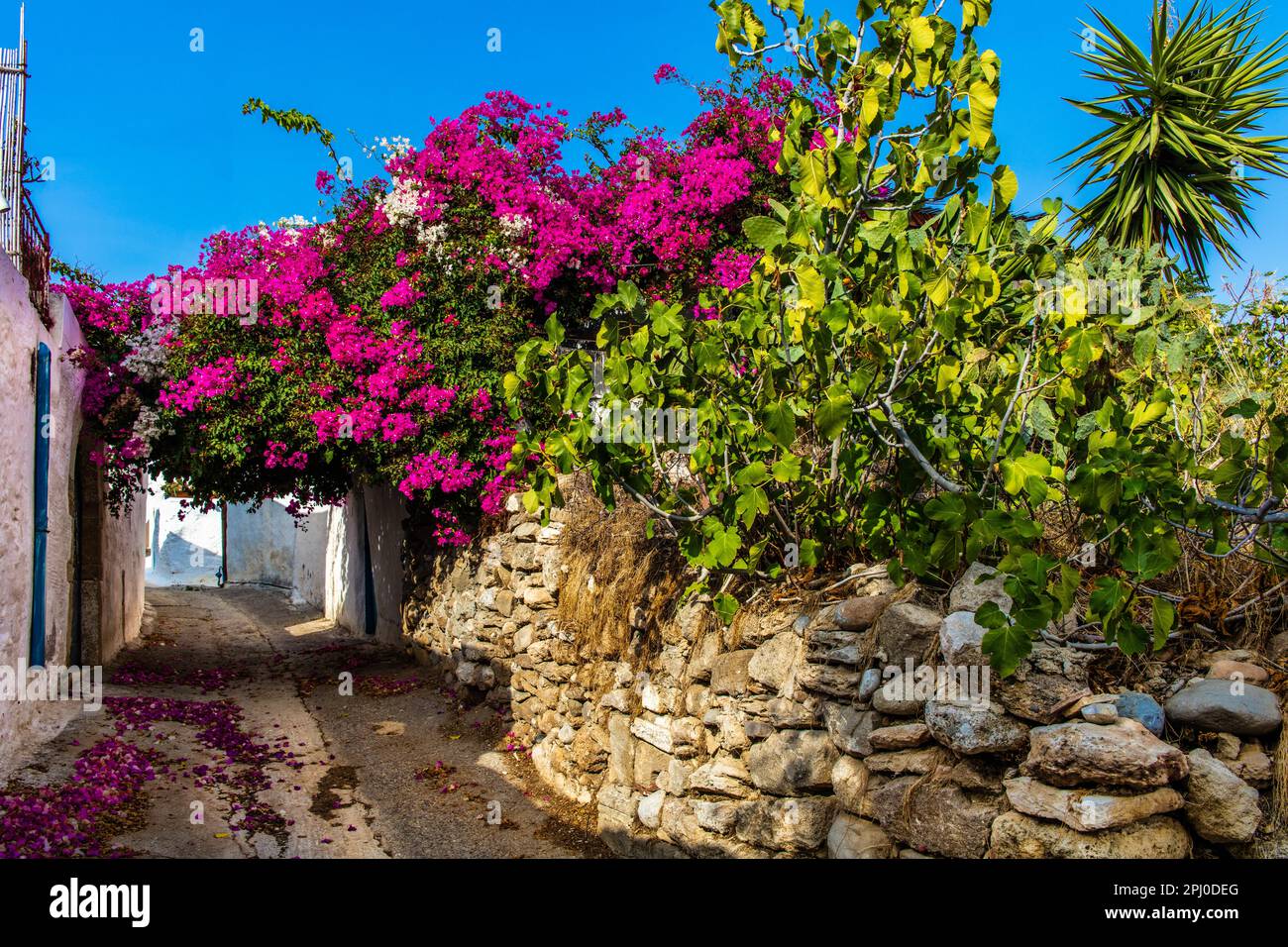 Lachania village, a jewel of the island with small streets, whitewashed ...