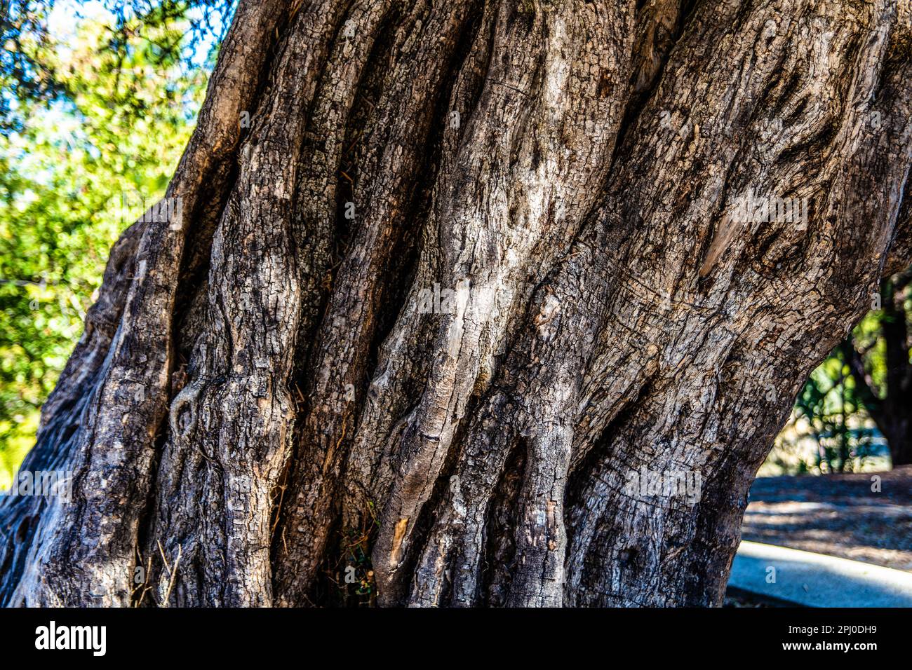Bark from old trees, Rhodes, Greece Stock Photo - Alamy