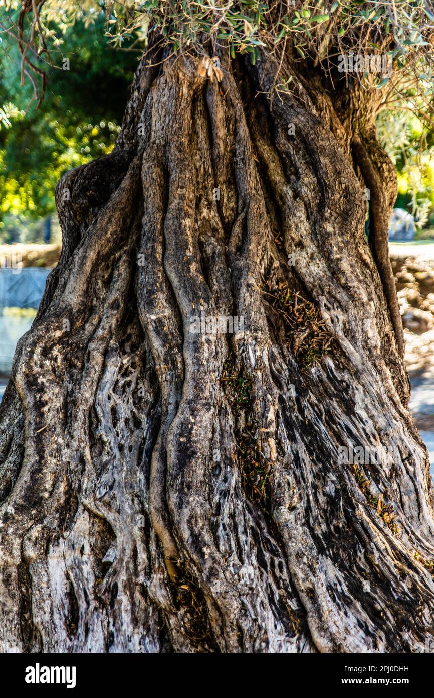 Bark from old trees, Rhodes, Greece Stock Photo - Alamy